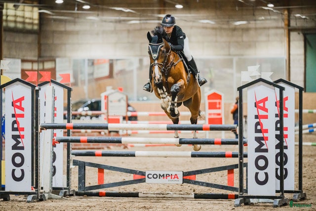 Underbar hopphäst söker ny bästa vän🌟 till salu i Kusmark | Hästnet