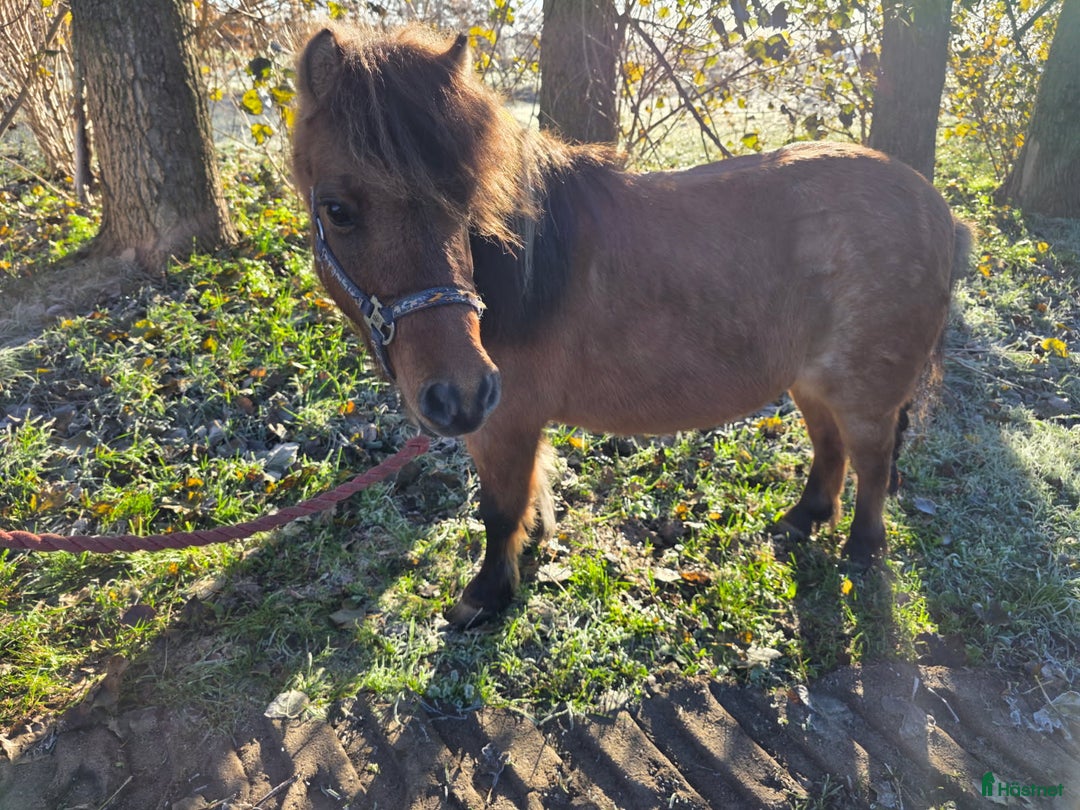 Fint körd o riden , sto massa tillbehör till salu i Laholm | Hästnet