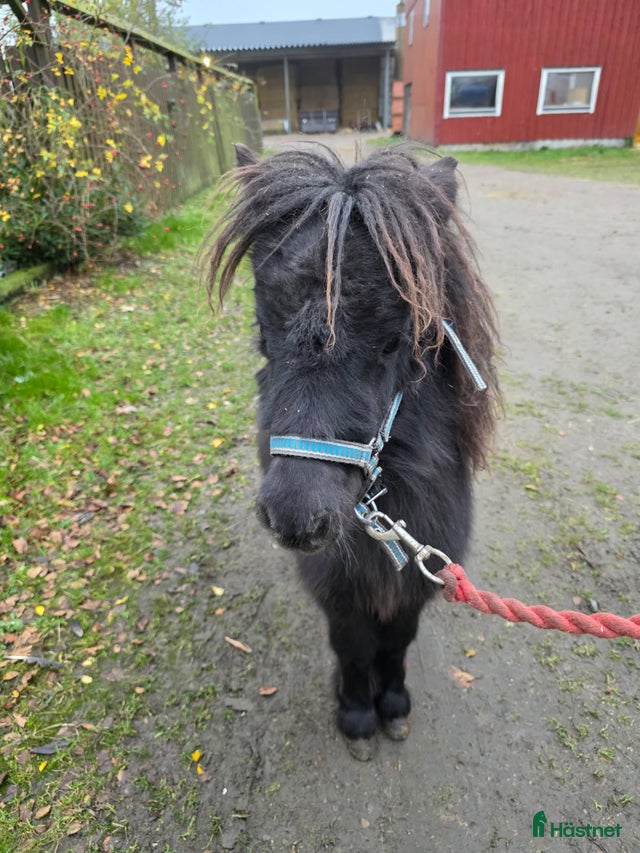 Fint mini shettis hingst föl till salu i Laholm | Hästnet