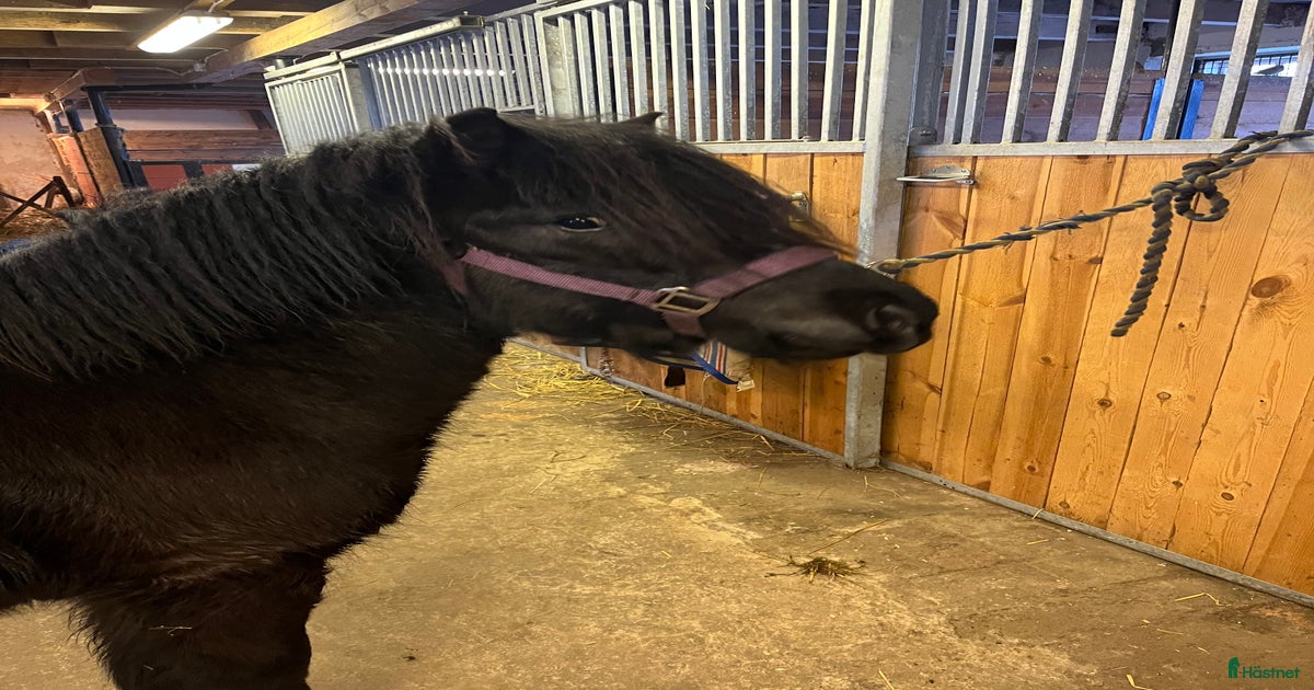 Shetlandsponny valack till salu i Falköping | Hästnet