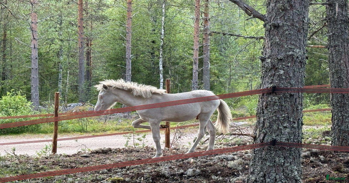 Islandshäst Hingst Föl 4/2024 till salu i Sysslebäck | Hästnet