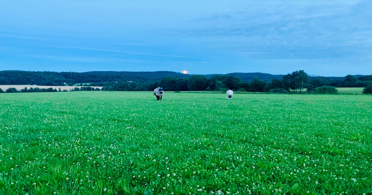 Tryggt halvblod till det bästa av hästliv! sökes i Rävlanda | Hästnet
