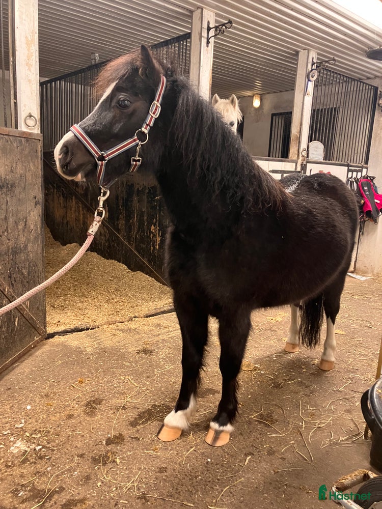 Gullig ponny till salu i Vallentuna | Hästnet