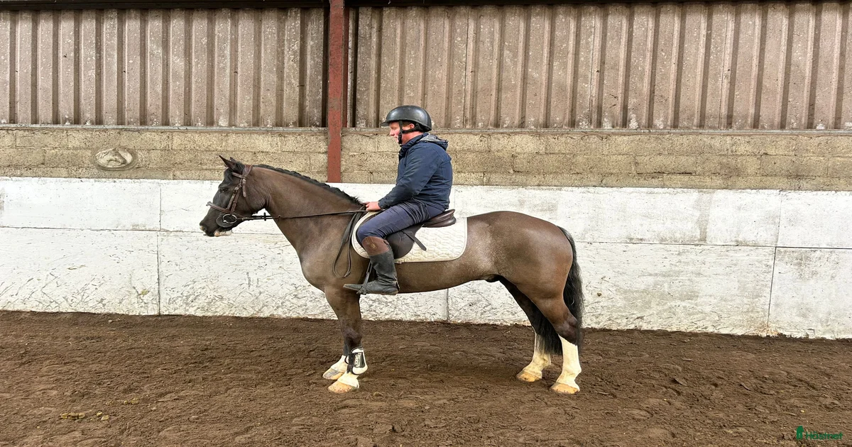 Attyrory Horses till salu i Vrigstad | Hästnet
