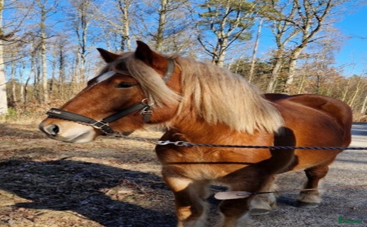 Ardenner Hästar till salu | Hästnet