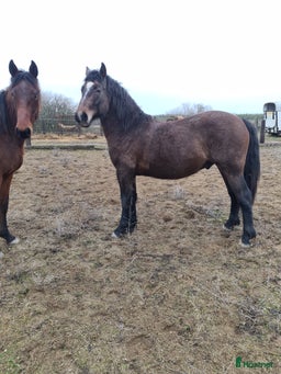 Ardenner Hästar till salu | Hästnet