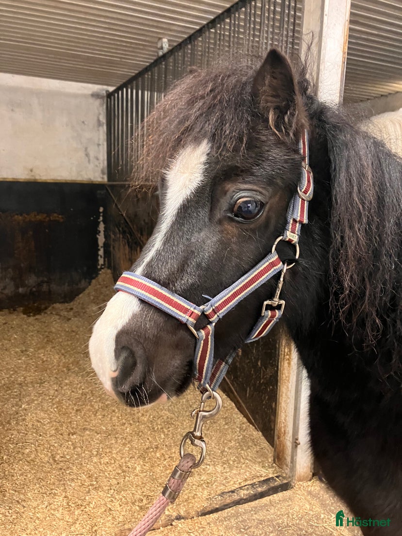 Gullig ponny till salu i Vallentuna | Hästnet