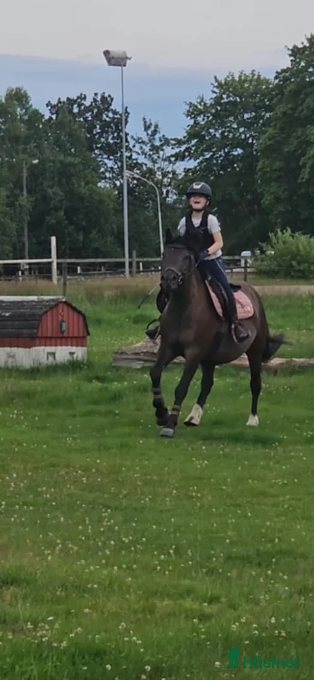 karaktäristisk allround ponny till salu i Moheda | Hästnet