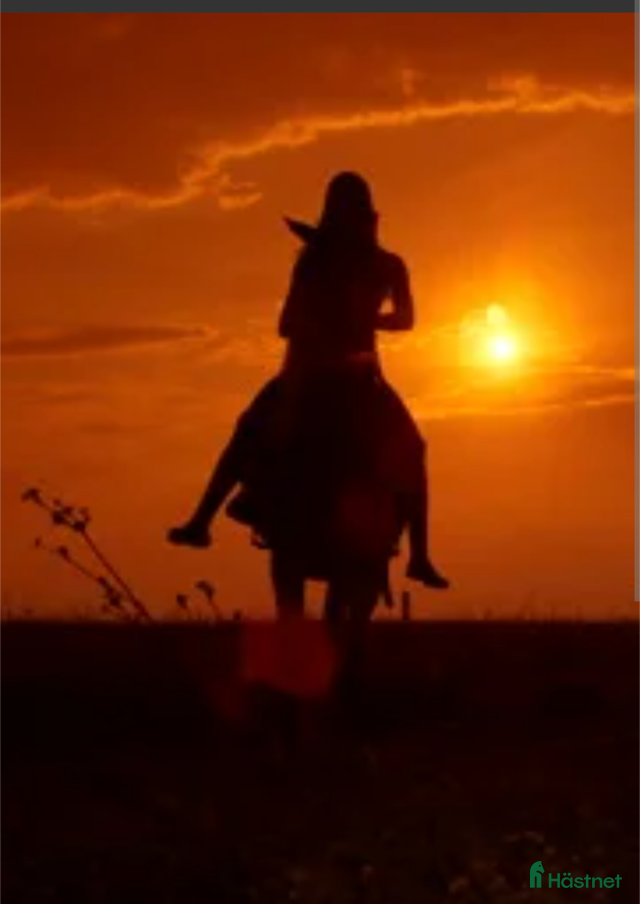 Western hest (quarter/paint) ønskes 🌟 sökes i Finstadjordet | Hästnet