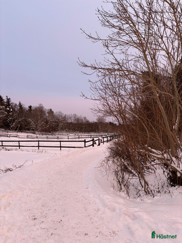 Ledig stallplats på Kungsgården Sköldnora finnes i Upplands Väsby | Hästnet