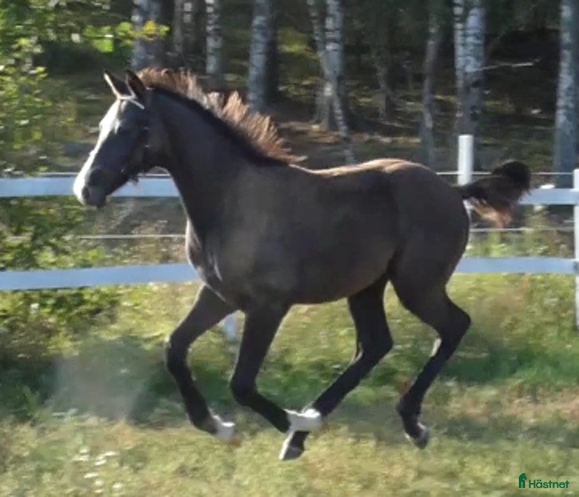 Vacker Hästar till salu | Hästnet