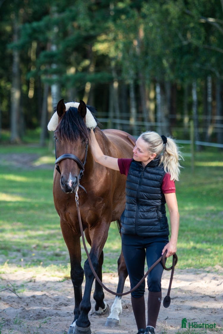 Ponny Allroundhästar till salu | Hästnet