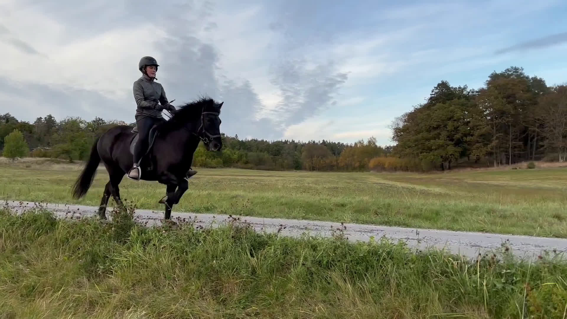 Charmig valack till salu i Ellös | Hästnet